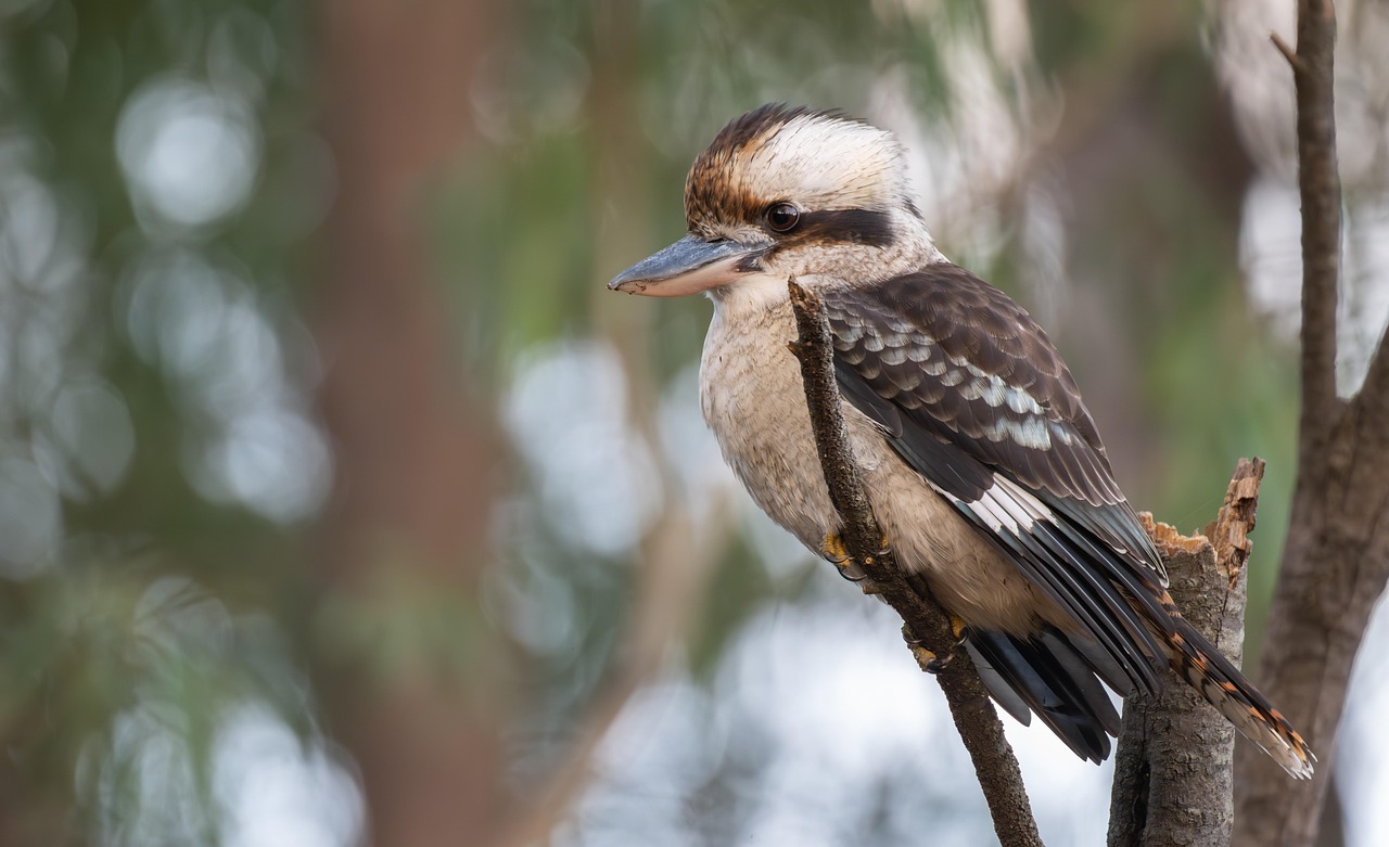 300+ Free Kookaburra & Nature Images - Pixabay