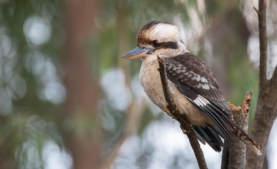 Laughing Kookaburra - Free photo on Pixabay - Pixabay