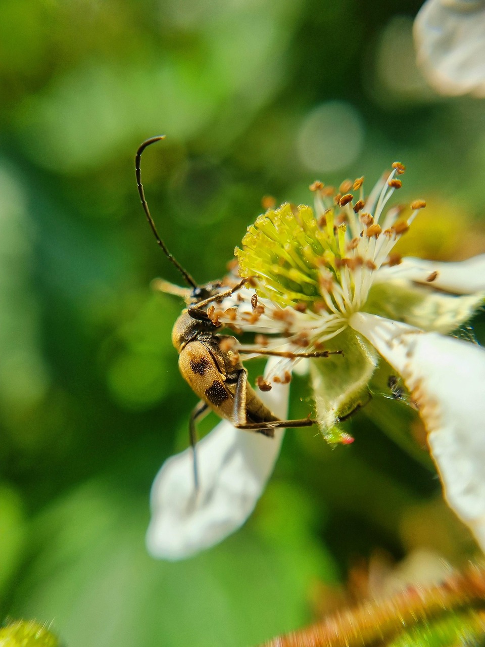 Longhorn Beetle Insect - Free photo on Pixabay - Pixabay