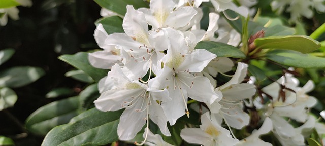 Azáleas Flor - Foto gratuita no Pixabay - Pixabay