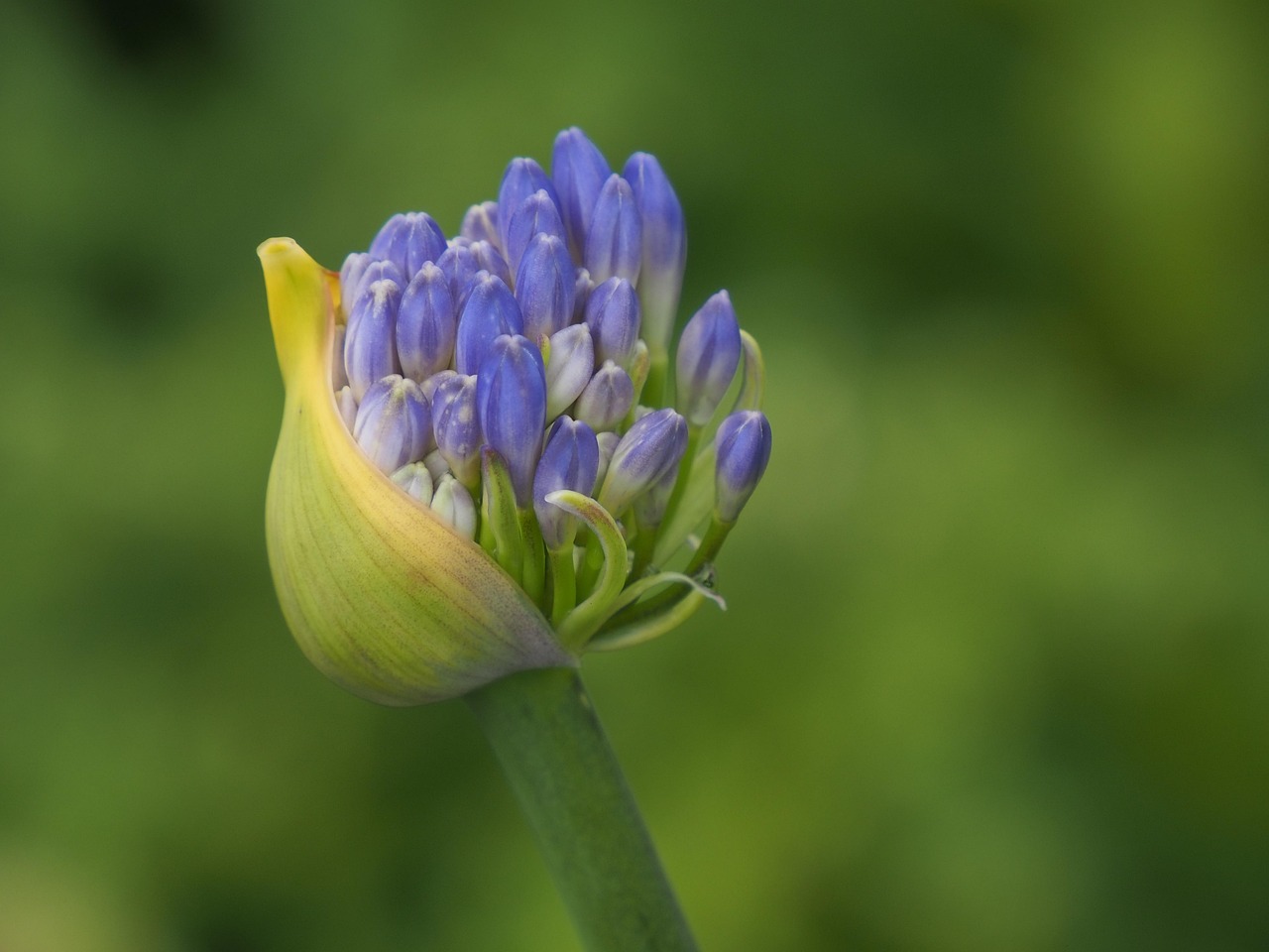Agapanthus Flower Plant Lily Of - Free photo on Pixabay