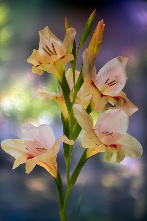 Fleurs Glaïeul Plantes - Photo gratuite sur Pixabay - Pixabay