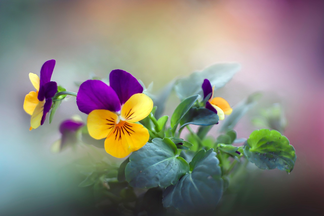 Blomst Blomster Stedmoderblomst - Gratis foto på Pixabay - Pixabay