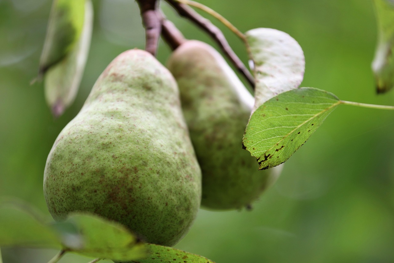 Pera Fruta Árvore - Foto gratuita no Pixabay - Pixabay