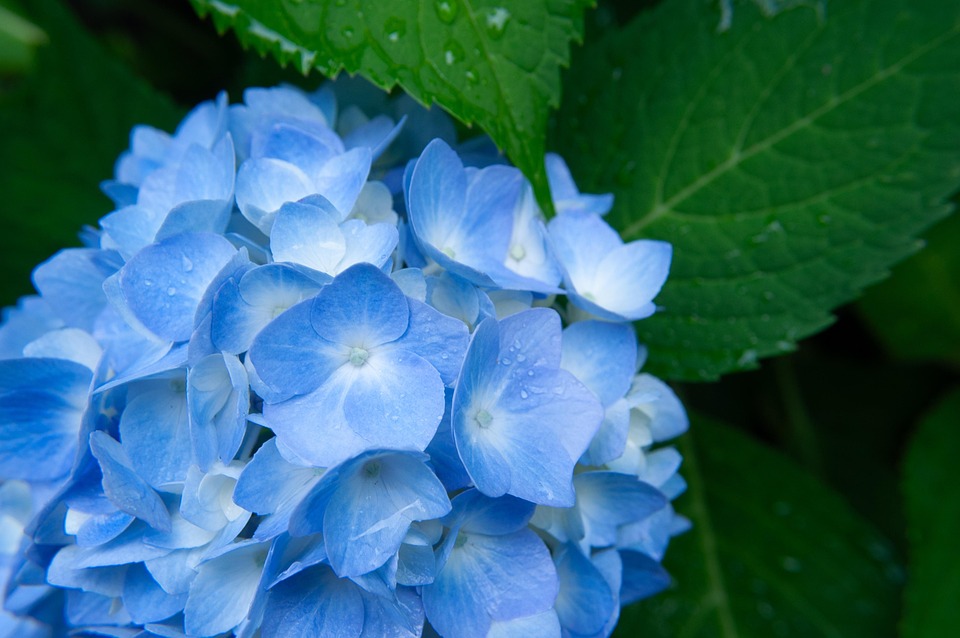 Hydrangea Bunga-Bunga Tanaman - Foto gratis di Pixabay - Pixabay