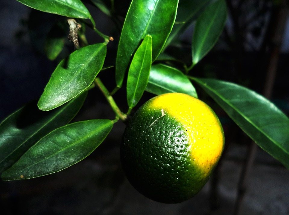 Orange Blatt Natur - Kostenloses Foto auf Pixabay - Pixabay