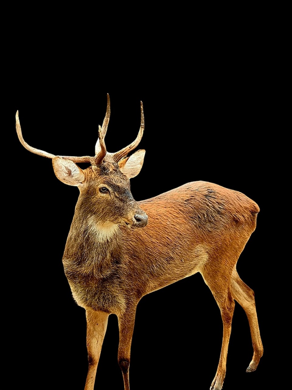 Wildlife Mammal Wild - Free photo on Pixabay - Pixabay