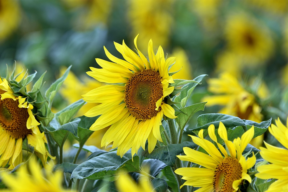 Flowers Sunflowers Botany - Free photo on Pixabay
