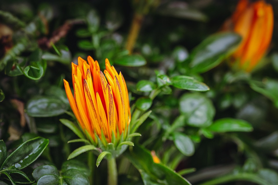 Flower Gazania Rigens Orange - Free photo on Pixabay