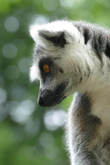 Katta Lemur Catta Halber Affe - Kostenloses Foto auf Pixabay - Pixabay
