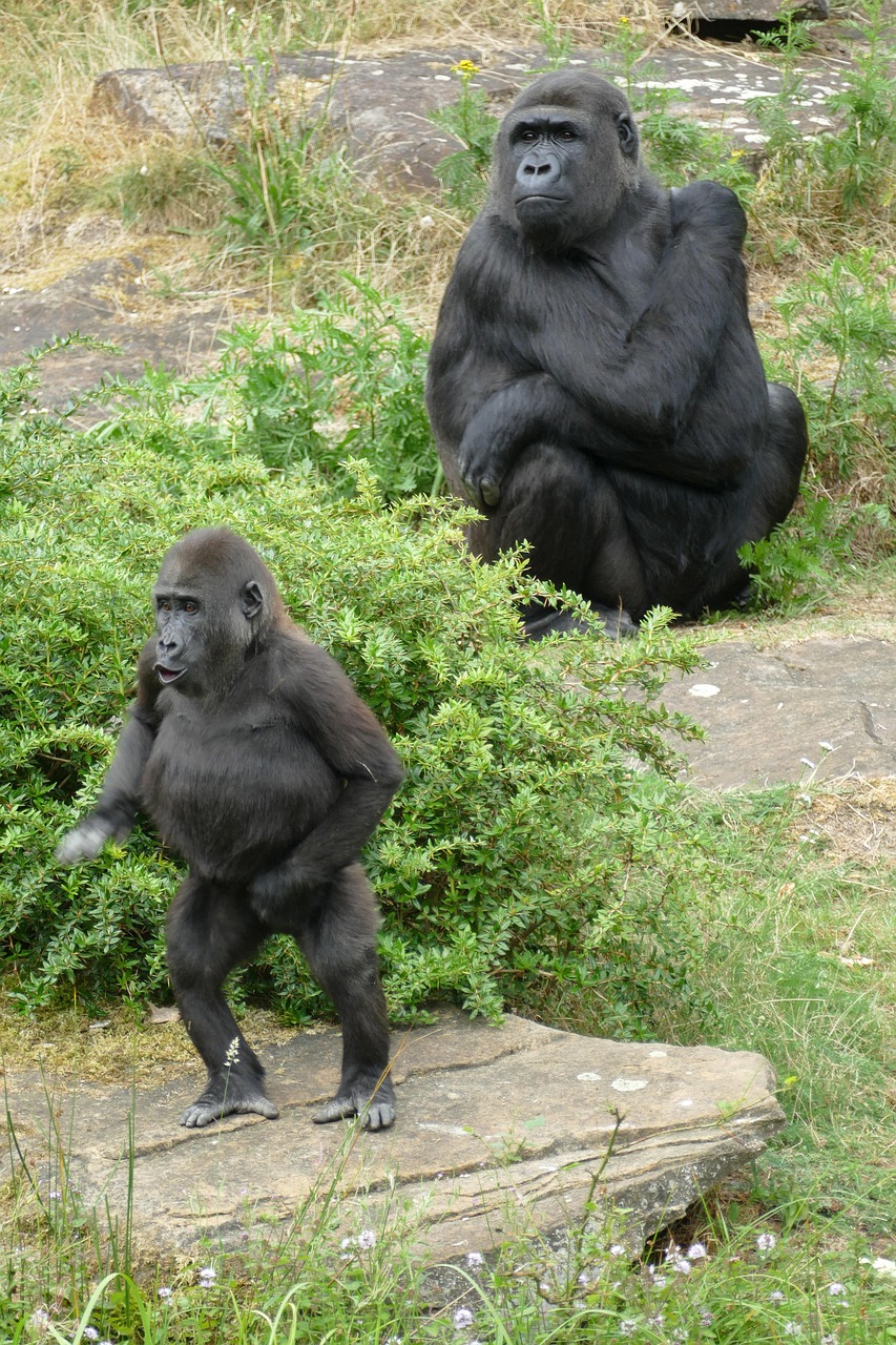 Lowland Gorilla - Free photo on Pixabay - Pixabay