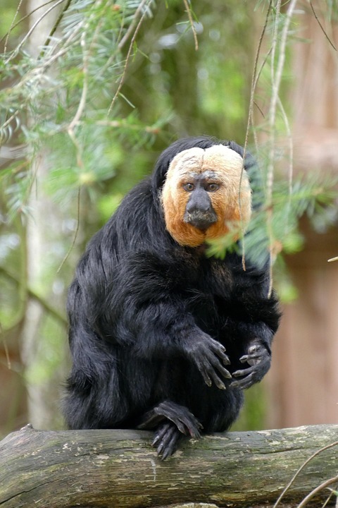 White-Faced Saki Crazy Pithecia - Free photo on Pixabay - Pixabay