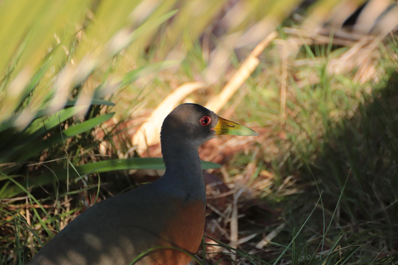 Bird Aramides Ypecaha Ipacaá - Free photo on Pixabay - Pixabay