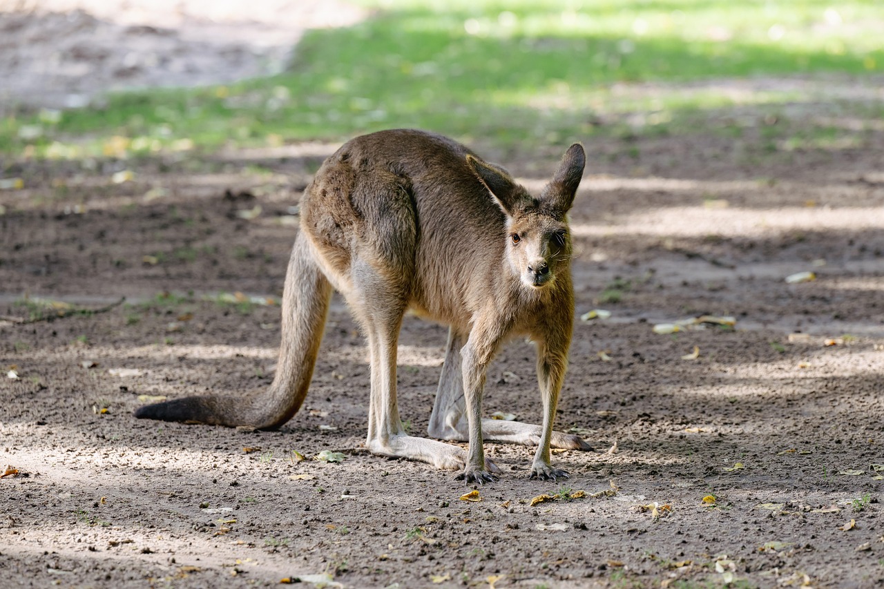 Kangaroo Marsupial Mammal - Free photo on Pixabay