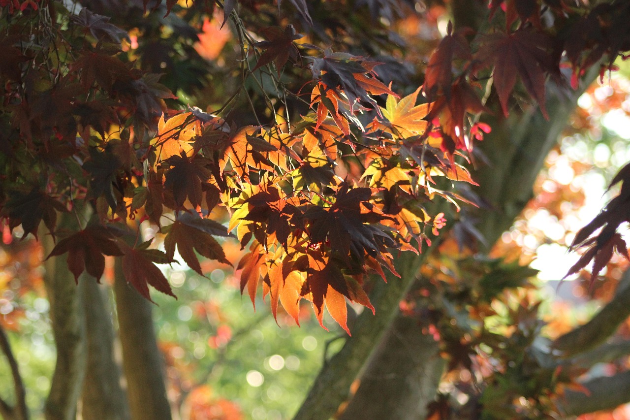 Leaves Nature Japanese Maple - Free photo on Pixabay - Pixabay