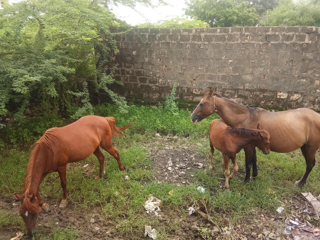 Animais Cavalo Cavalos - Foto gratuita no Pixabay - Pixabay
