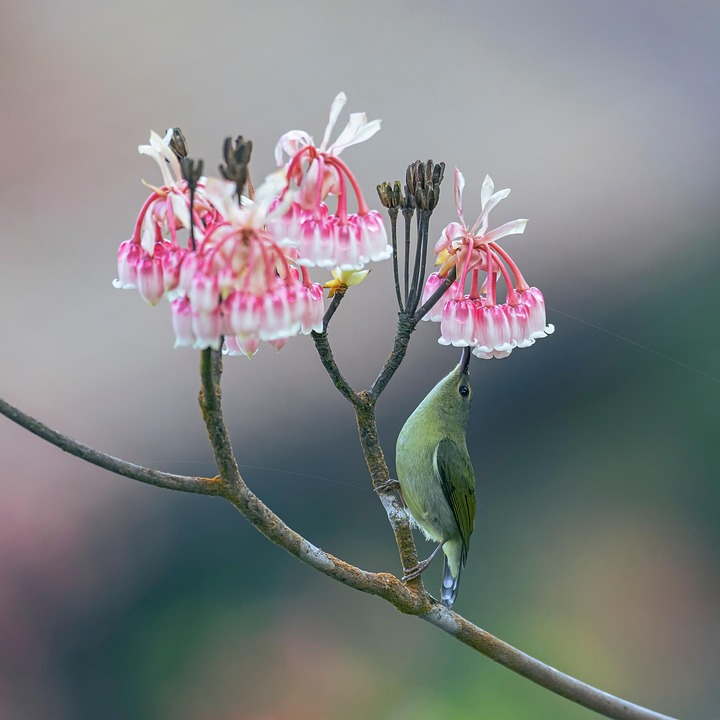 Flowers Bells Blossom - Free photo on Pixabay
