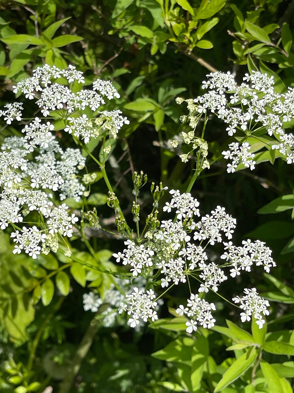 Blumen Busch Strauch - Kostenloses Foto auf Pixabay - Pixabay