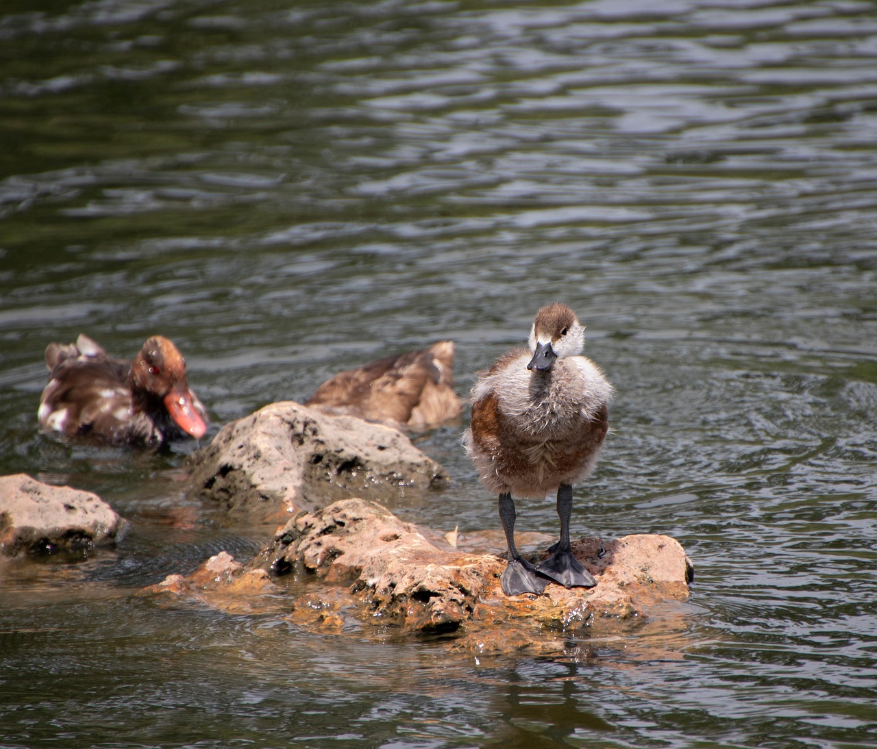 Caneton Canard Oiseau - Photo gratuite sur Pixabay - Pixabay