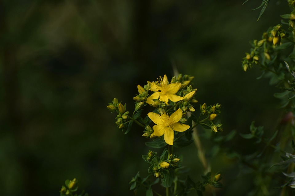 Bunga-Bunga Bunga Kuning Kebun - Foto gratis di Pixabay - Pixabay