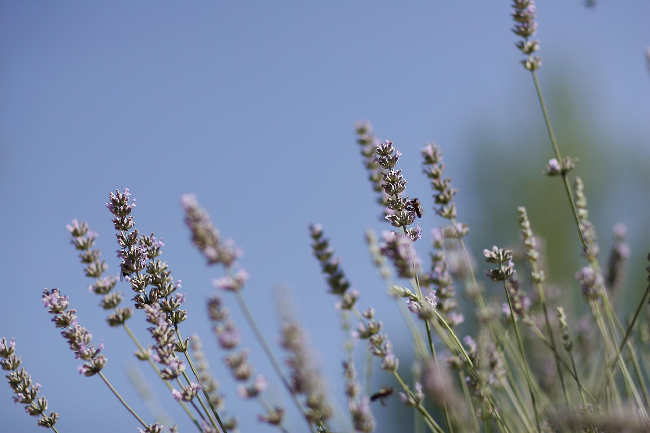 Flores Lavanda Plantas - Foto gratis en Pixabay