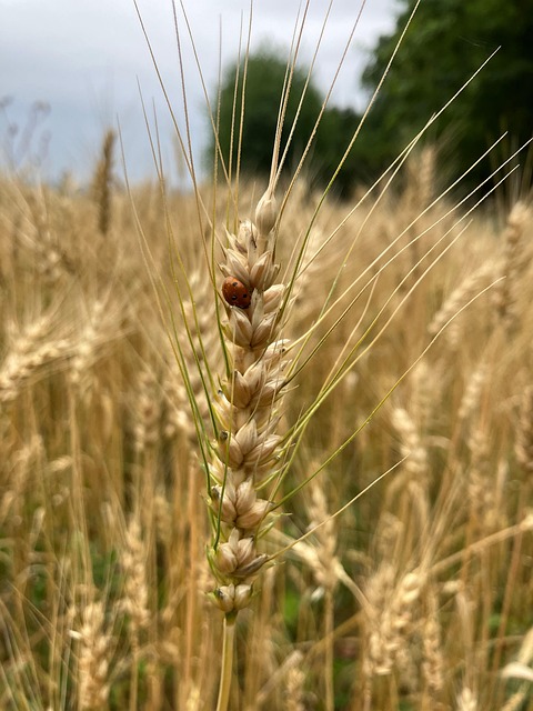 Wheat Crop Field - Free photo on Pixabay - Pixabay