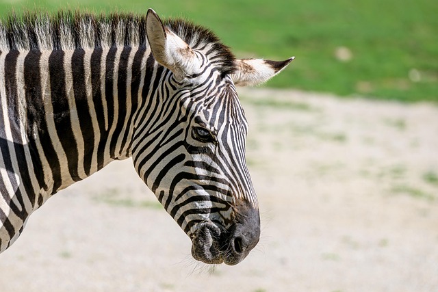 Zebra Mamífero Cavalo - Foto gratuita no Pixabay - Pixabay