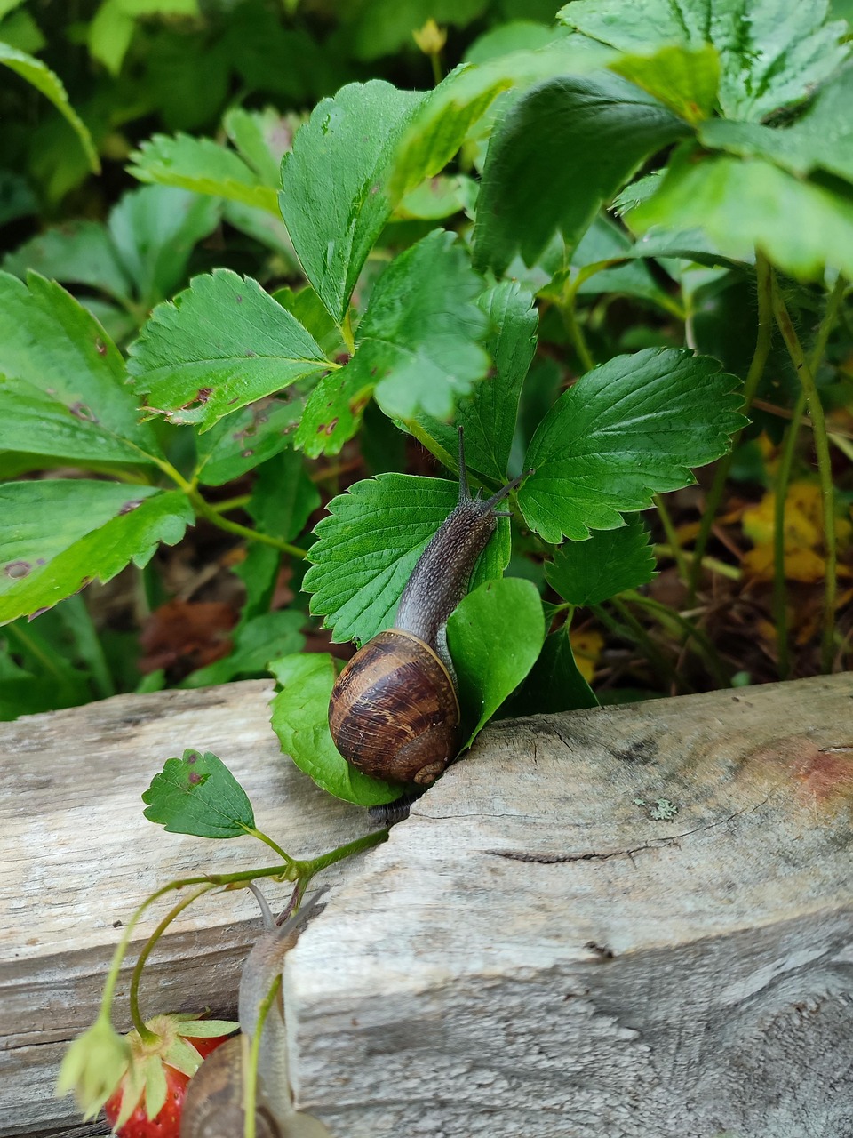Schnecke Hülse Erdbeere - Kostenloses Foto auf Pixabay - Pixabay