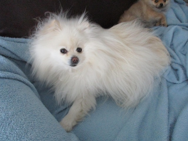 Pomeranian Dog Toy Pom - Free photo on Pixabay - Pixabay