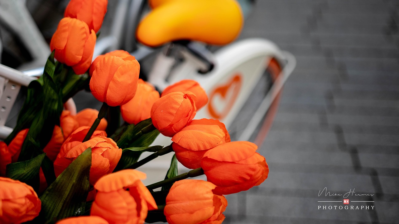 Tulip Holland Belanda - Foto gratis di Pixabay - Pixabay