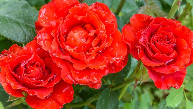 Roses Rose Flowers - Free photo on Pixabay - Pixabay