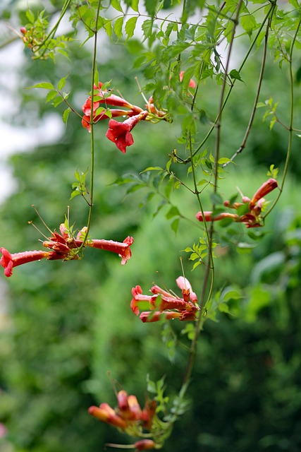 Planta De Rango Campsis Flor - Foto gratis en Pixabay - Pixabay
