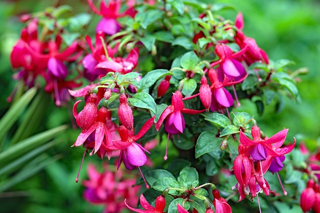 Fuchsia Bembelchestick Suku Fusia - Foto gratis di Pixabay - Pixabay