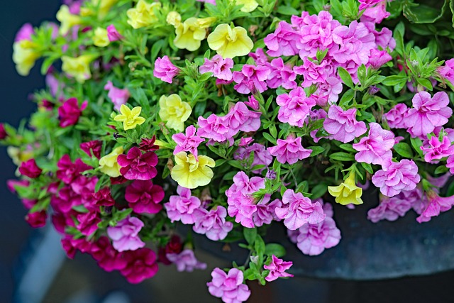 Flowers Petunia Magic Bells - Free photo on Pixabay - Pixabay