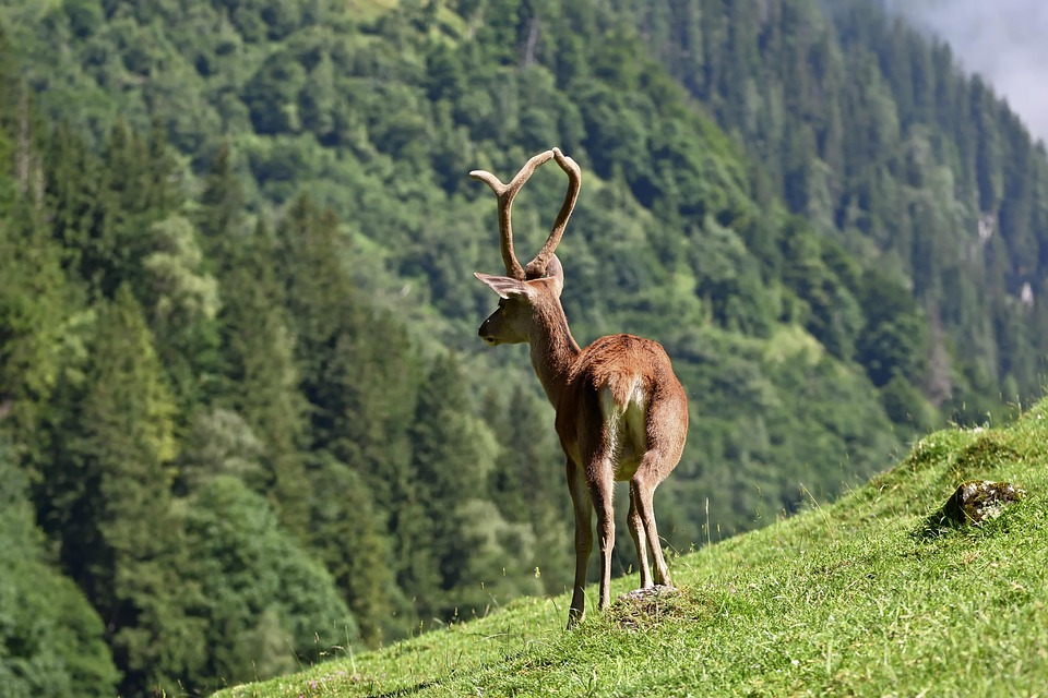 Deer Red Wildlife Free Photo On Pixabay Pixabay