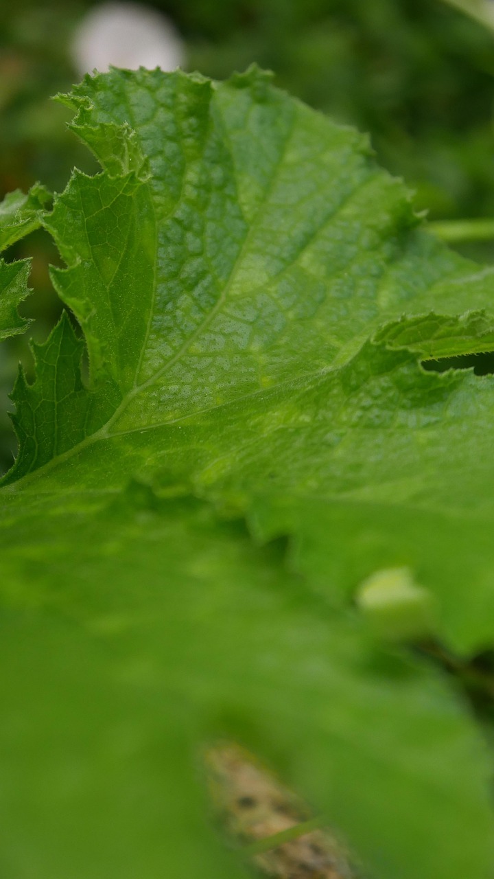 Nature Vegetables Salad - Free photo on Pixabay - Pixabay