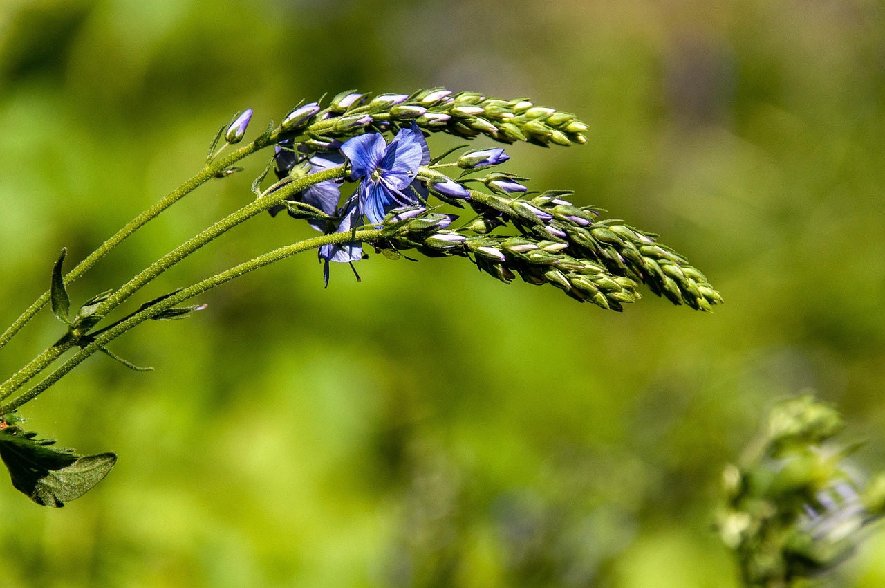 Tanaman Bunga Padang Rumput Musim - Foto gratis di Pixabay - Pixabay
