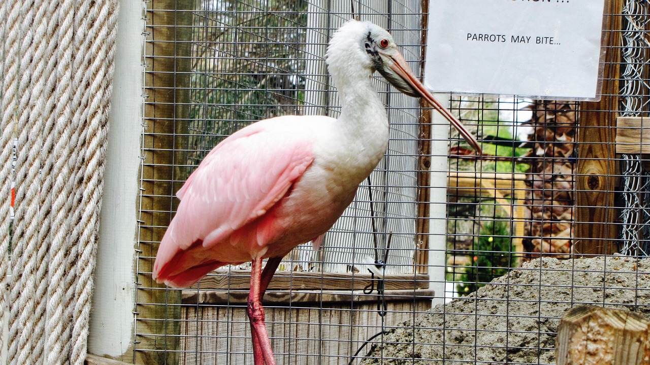 Spoonbill Roseate Bird - Free photo on Pixabay - Pixabay