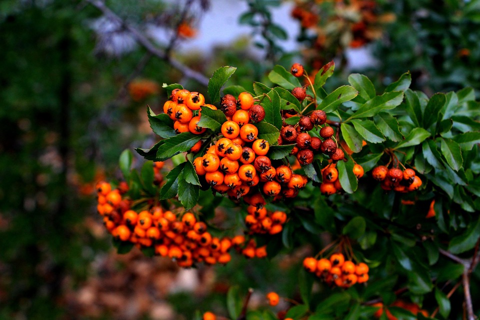 Pyracantha Fruit Arbre - Photo gratuite sur Pixabay - Pixabay