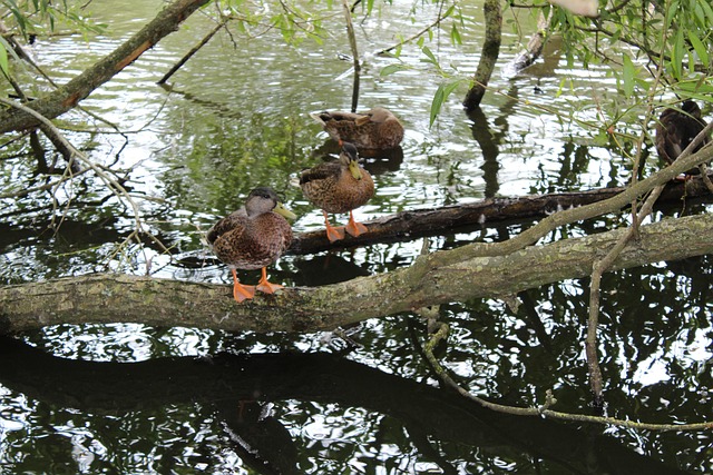 Tree Branch Ducks - Free photo on Pixabay - Pixabay