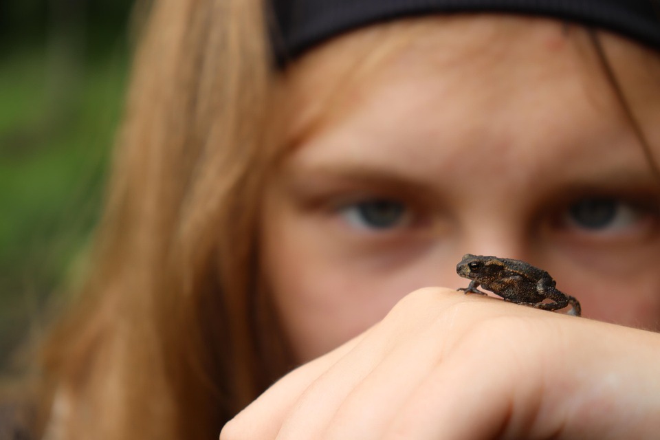 Girl Frog Amphibian - Free photo on Pixabay - Pixabay