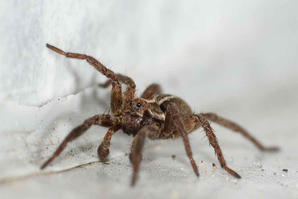 Spinne Nahaufnahme Augen - Kostenloses Foto auf Pixabay - Pixabay