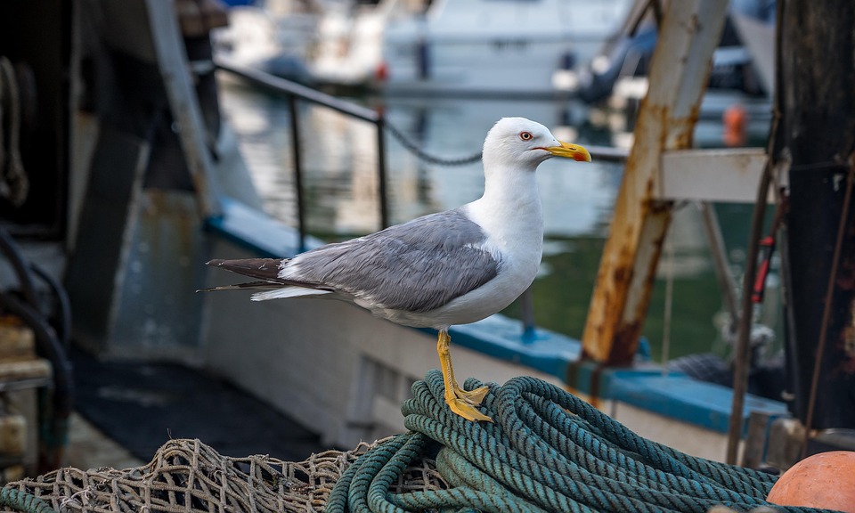 Seagull Gull Bird - Free photo on Pixabay - Pixabay