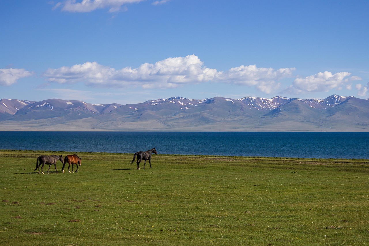 Caballos Animales Mamífero - Foto gratis en Pixabay - Pixabay