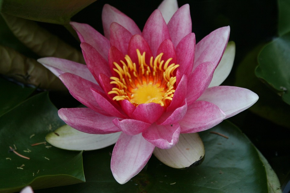 Flor Botânica Nenúfar Planta - Foto gratuita no Pixabay - Pixabay