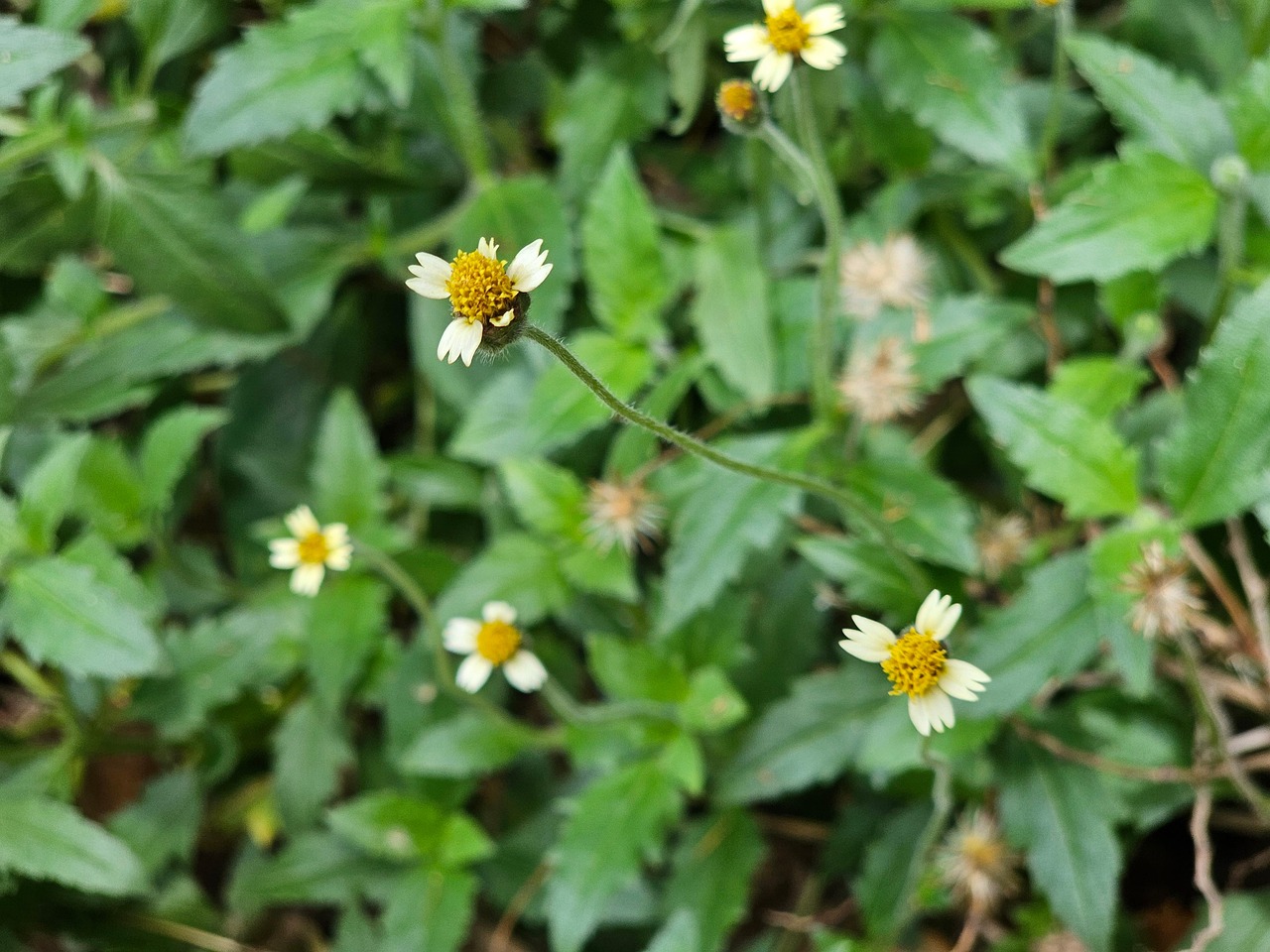 Bunga Mekar Penuh Alam Bunga-Bunga - Foto gratis di Pixabay - Pixabay