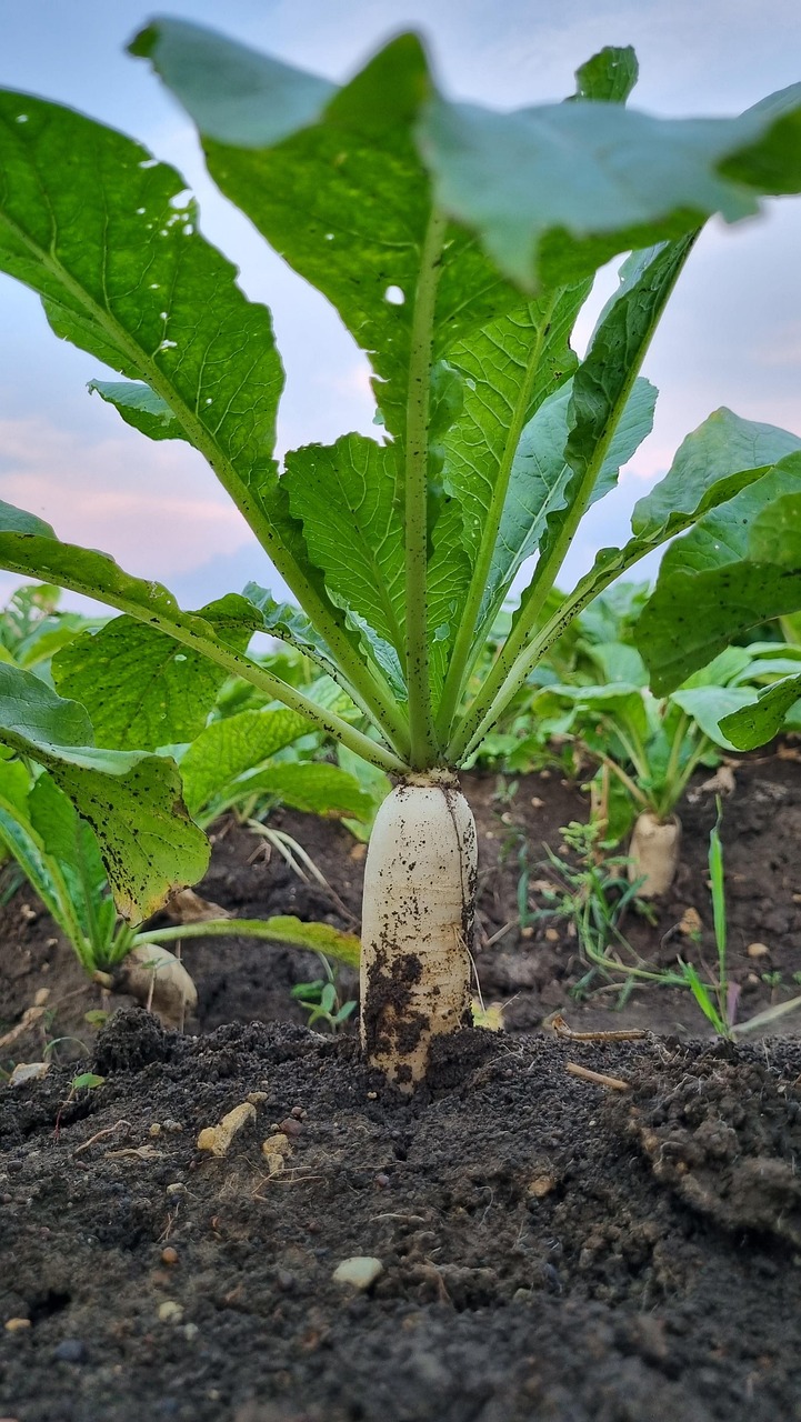 Radish Vegetables Vegetable - Free photo on Pixabay - Pixabay