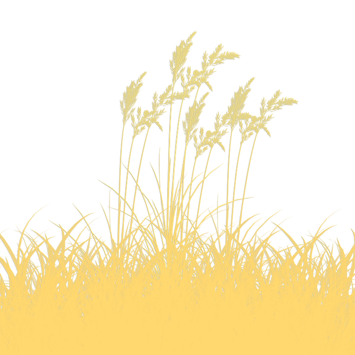 Download Grass Africa Nature Royalty Free Stock Illustration Image Pixabay
