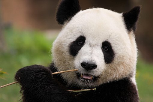 Panda Giant Bear - Free photo on Pixabay