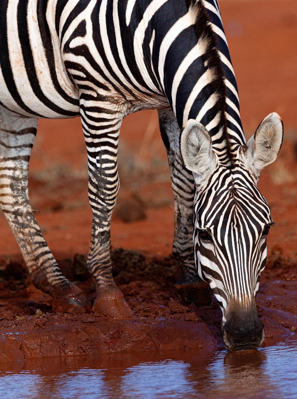 Zebra Dieren In Het Wild Safari - Gratis foto op Pixabay - Pixabay